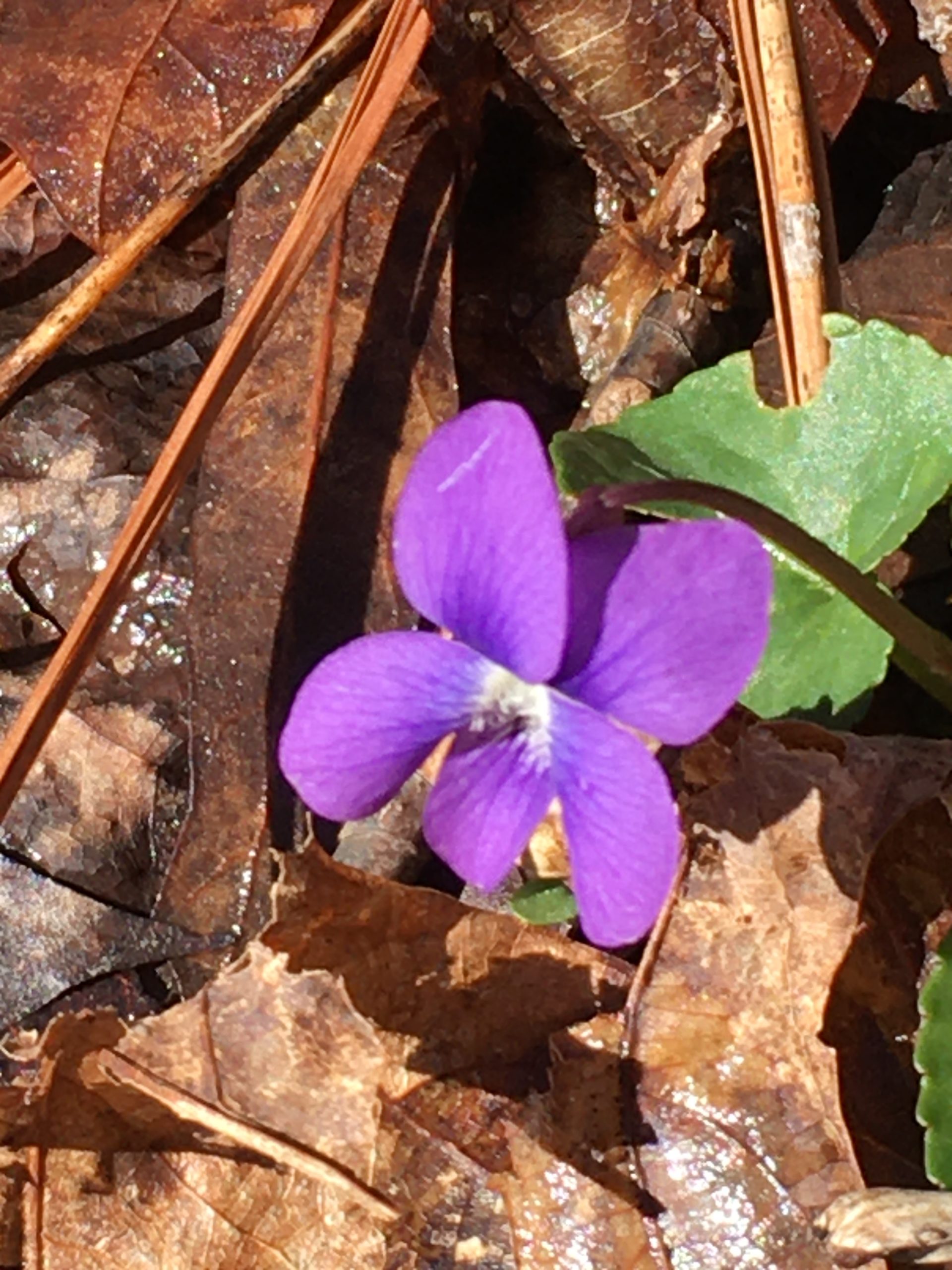 The Promise of Wild Violets - True Center
